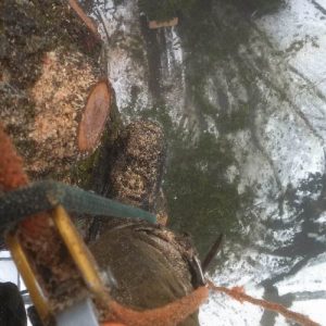 Tree Removal - All Weather Tree and Landscape