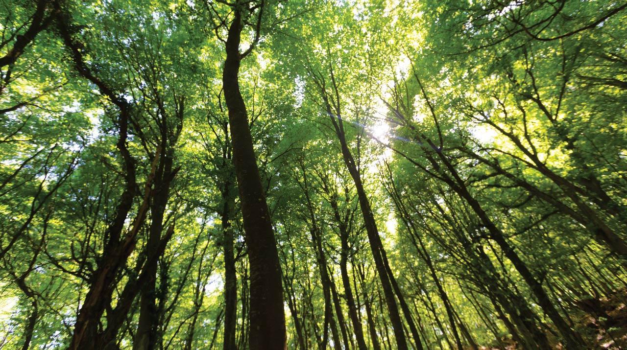 Trees1280x715 - All Weather Tree and Landscape